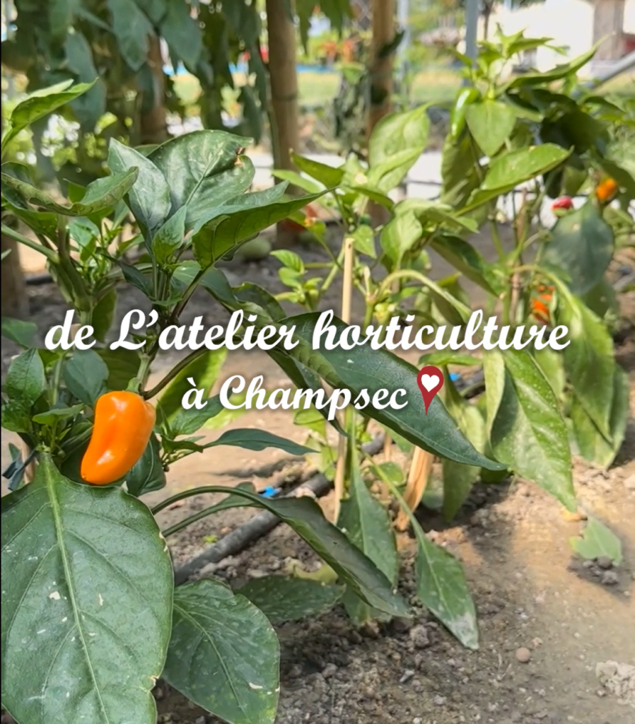 Atelier horticulture Champsec - Valais de Coeur Atelier horticulture Champsec - Valais de Coeur